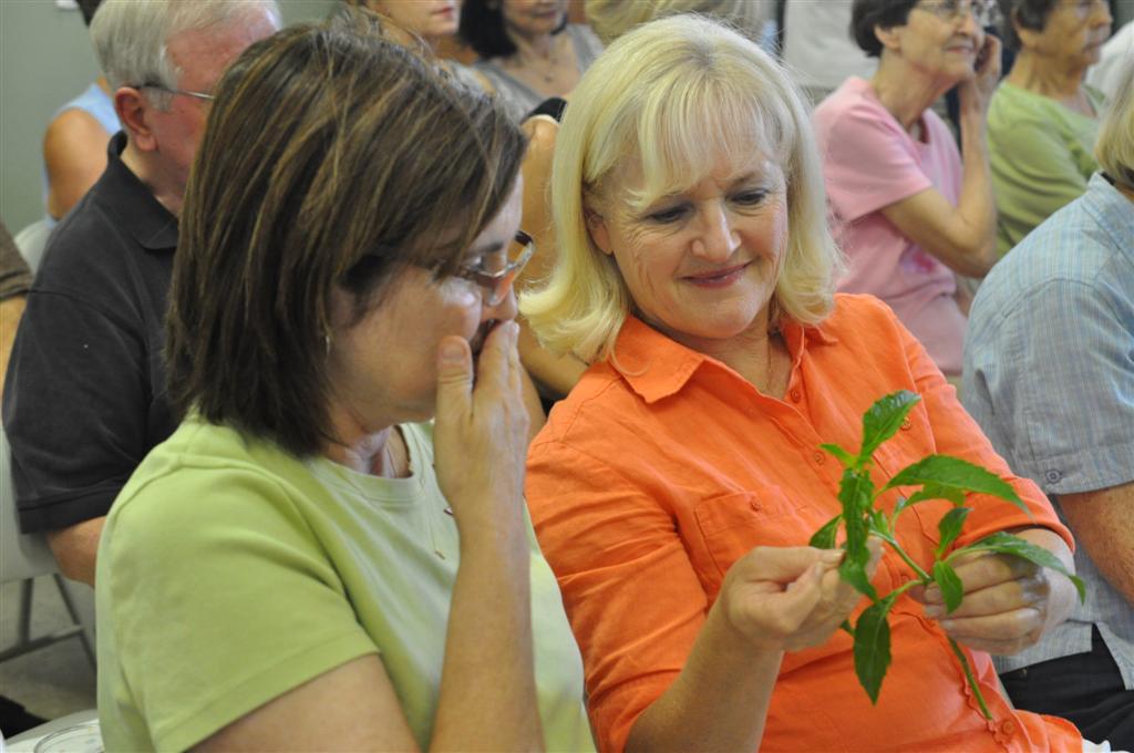 All About Basil | DALLAS GARDEN BUZZ