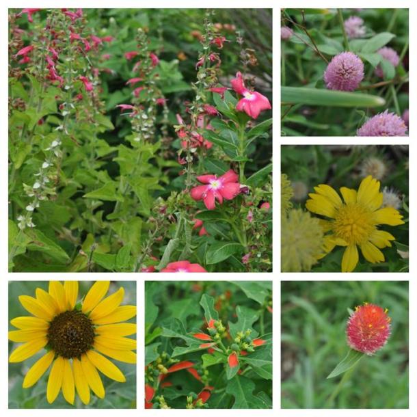 Earth Kind Roses | DALLAS GARDEN BUZZ