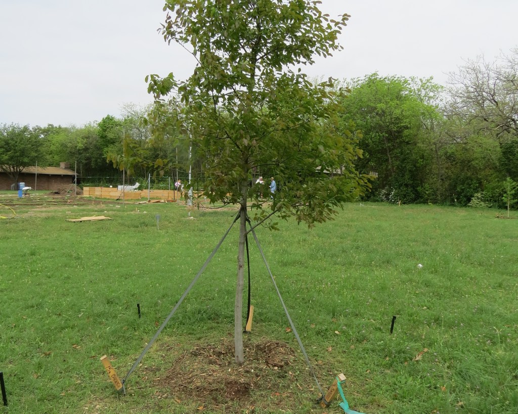 Pick a New Landscape Tree | DALLAS GARDEN BUZZ