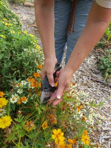 Deadheading, Just Do It | DALLAS GARDEN BUZZ