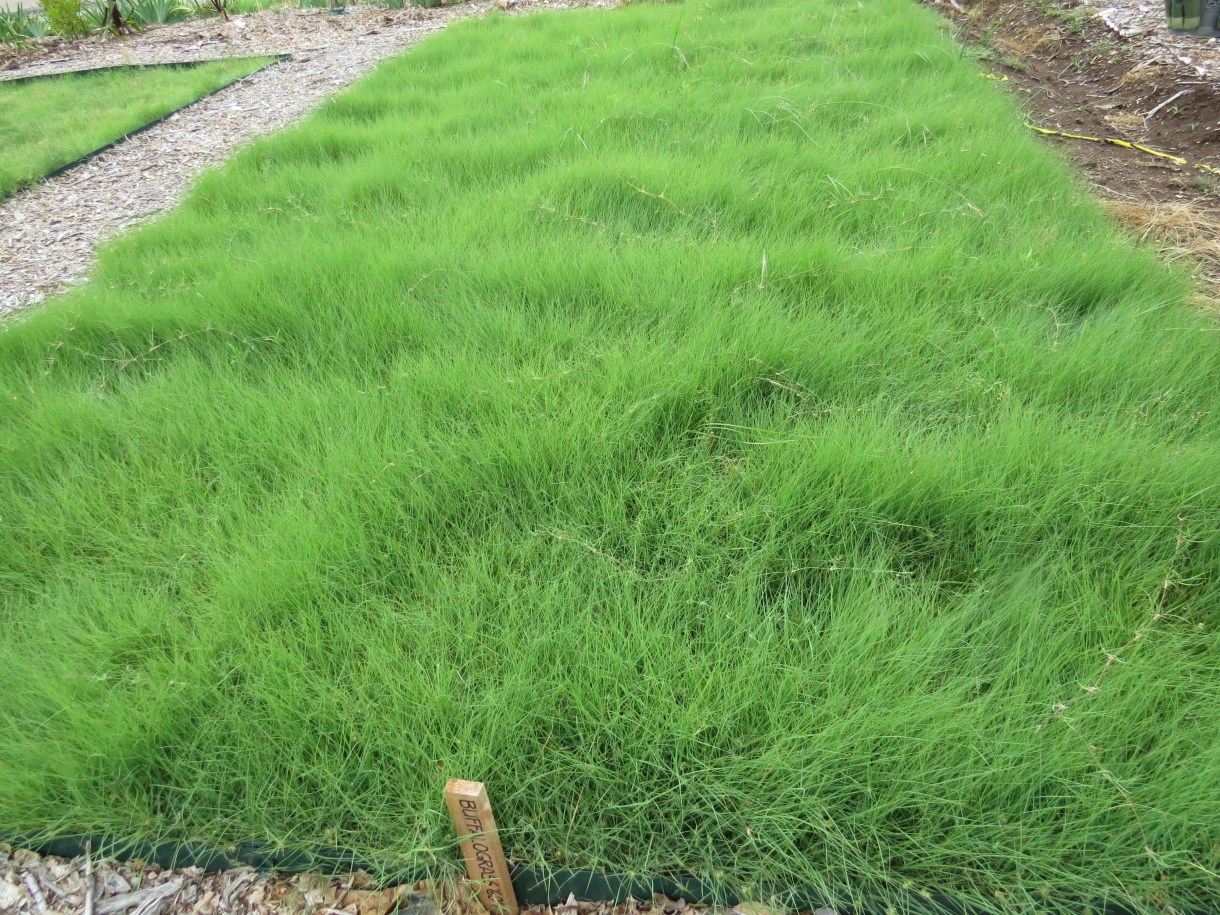 Grass Plots at The Raincatcher’s Garden of Midway Hills | DALLAS GARDEN ...