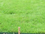 Grass Plots at The Raincatcher’s Garden of Midway Hills | DALLAS GARDEN ...