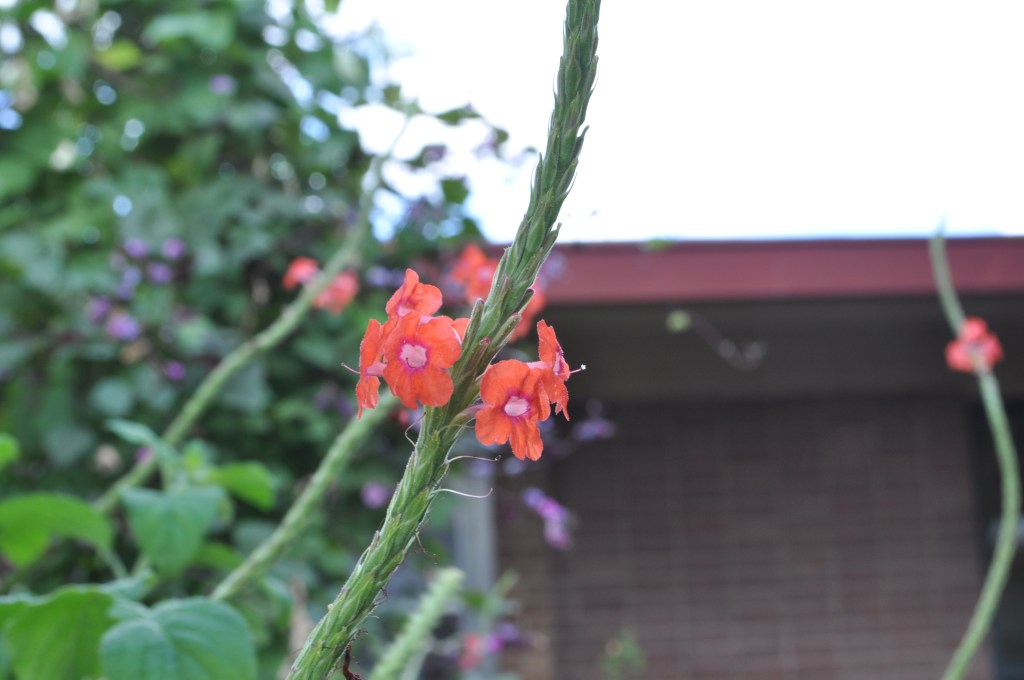 Porterweed | DALLAS GARDEN BUZZ
