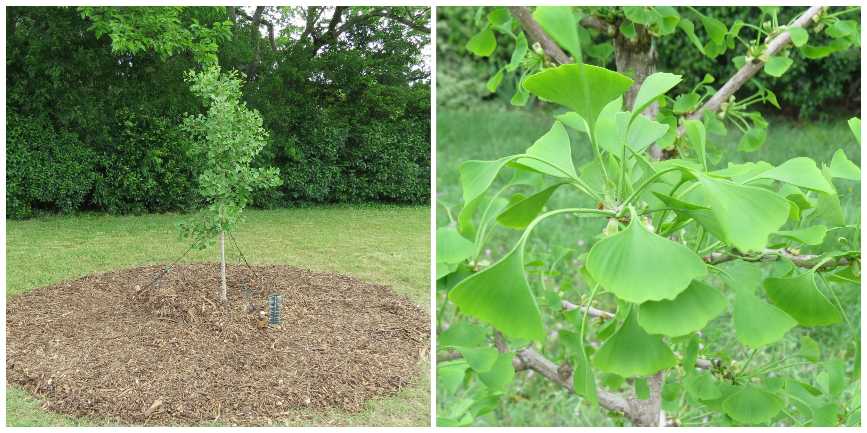 Ginkgo Tree Survival After a Hot Summer | DALLAS GARDEN BUZZ