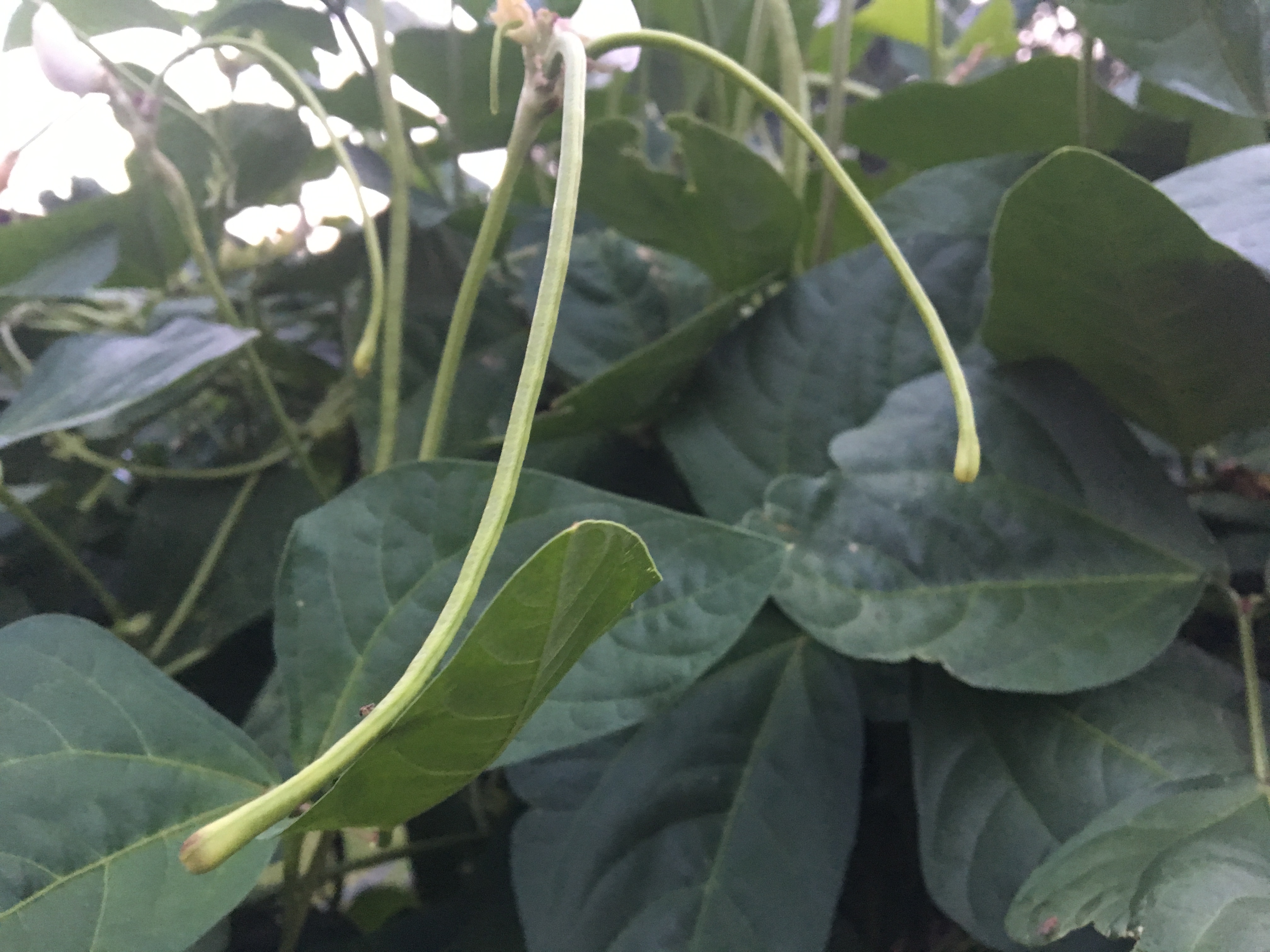 Chinese Long Beans—Green Beans for Summer—Even Here | DALLAS GARDEN BUZZ