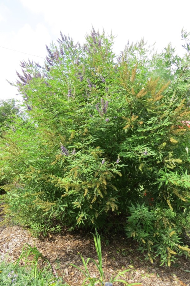 Trimming Vitex | DALLAS GARDEN BUZZ