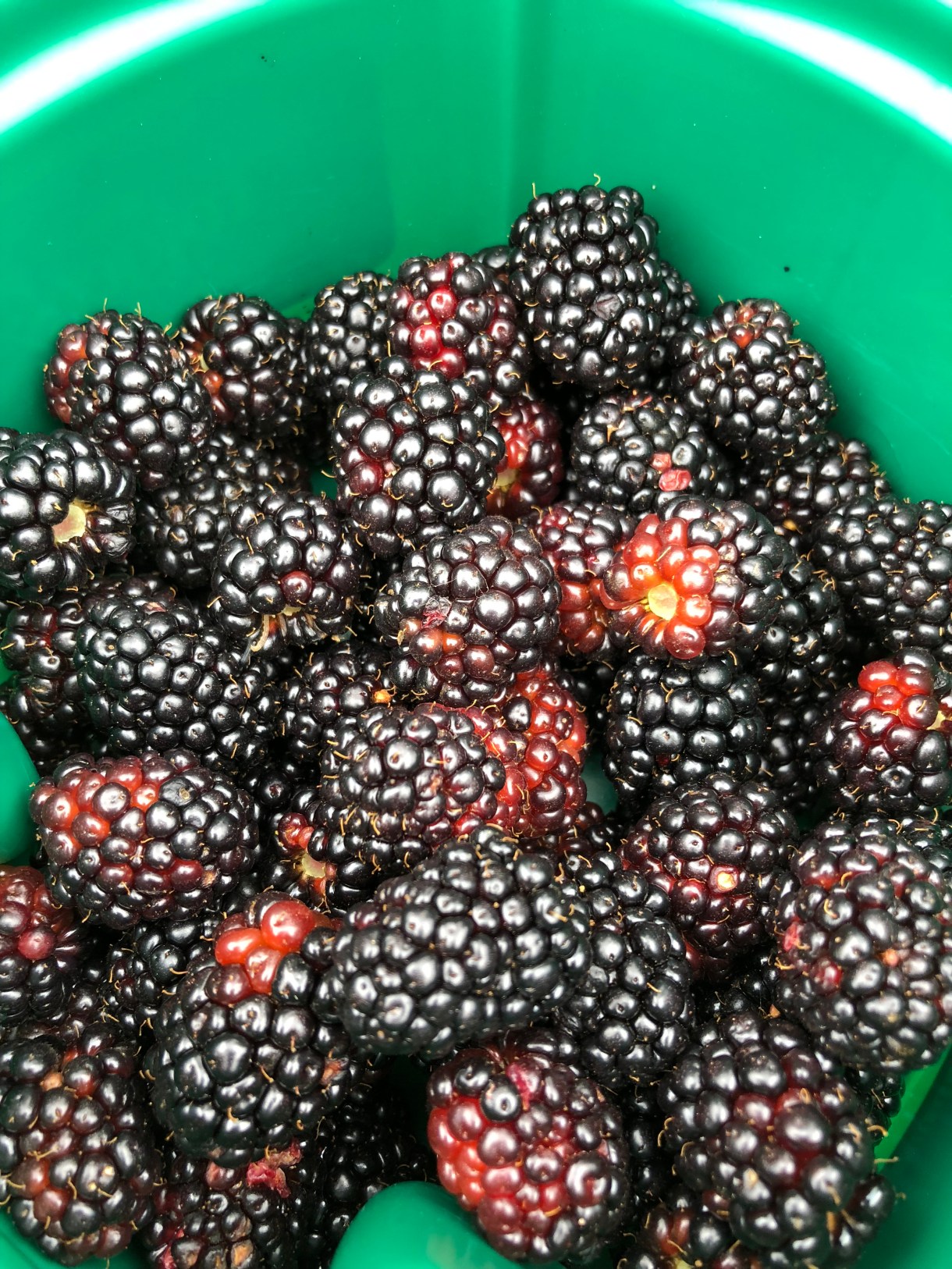 May Harvest At The Raincatcher’s Garden | DALLAS GARDEN BUZZ