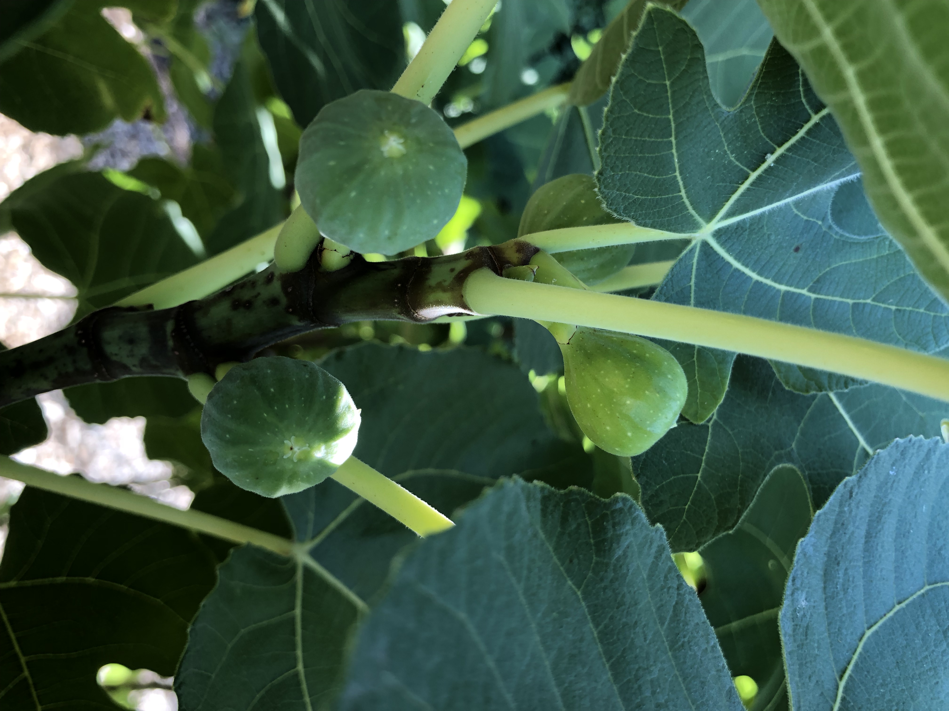 Fig Fest Class and Luncheon | DALLAS GARDEN BUZZ