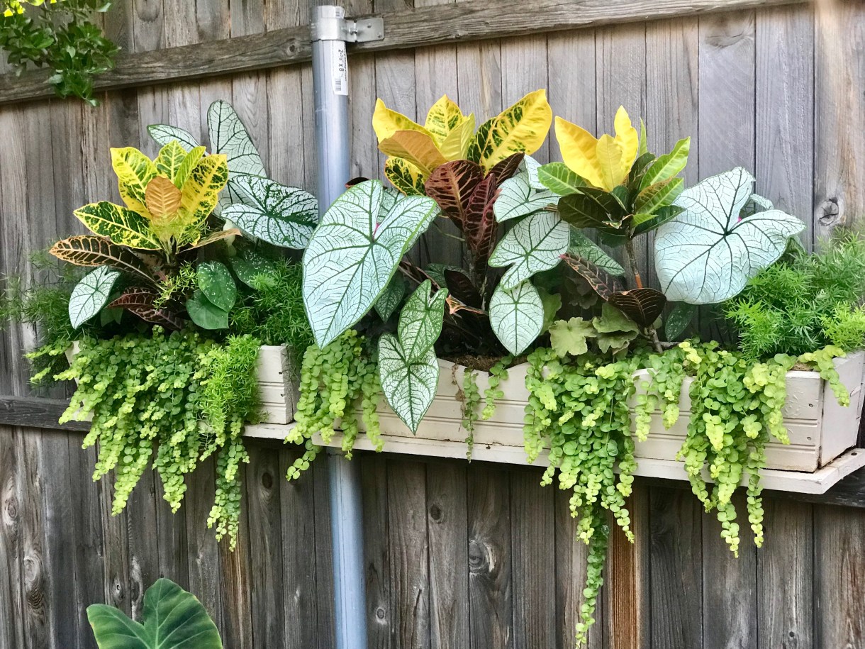 Cindy’s Secret Garden | DALLAS GARDEN BUZZ