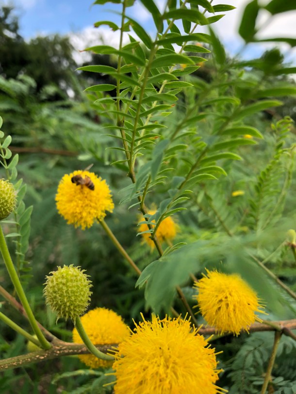 golden leadball tree | DALLAS GARDEN BUZZ