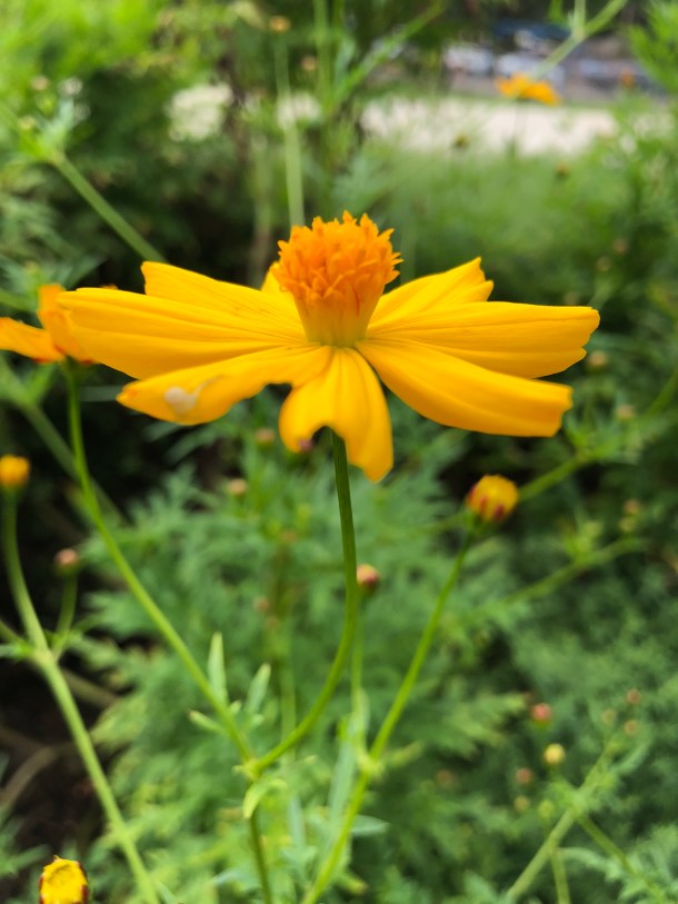 Sunny Yellow Flowers For Fall Beauty From Raincatcher’s | DALLAS GARDEN ...