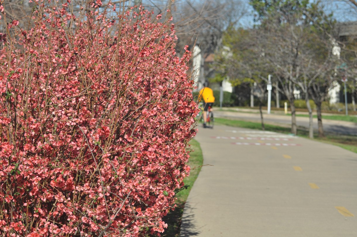Texas Scarlet Flowering Quince | DALLAS GARDEN BUZZ