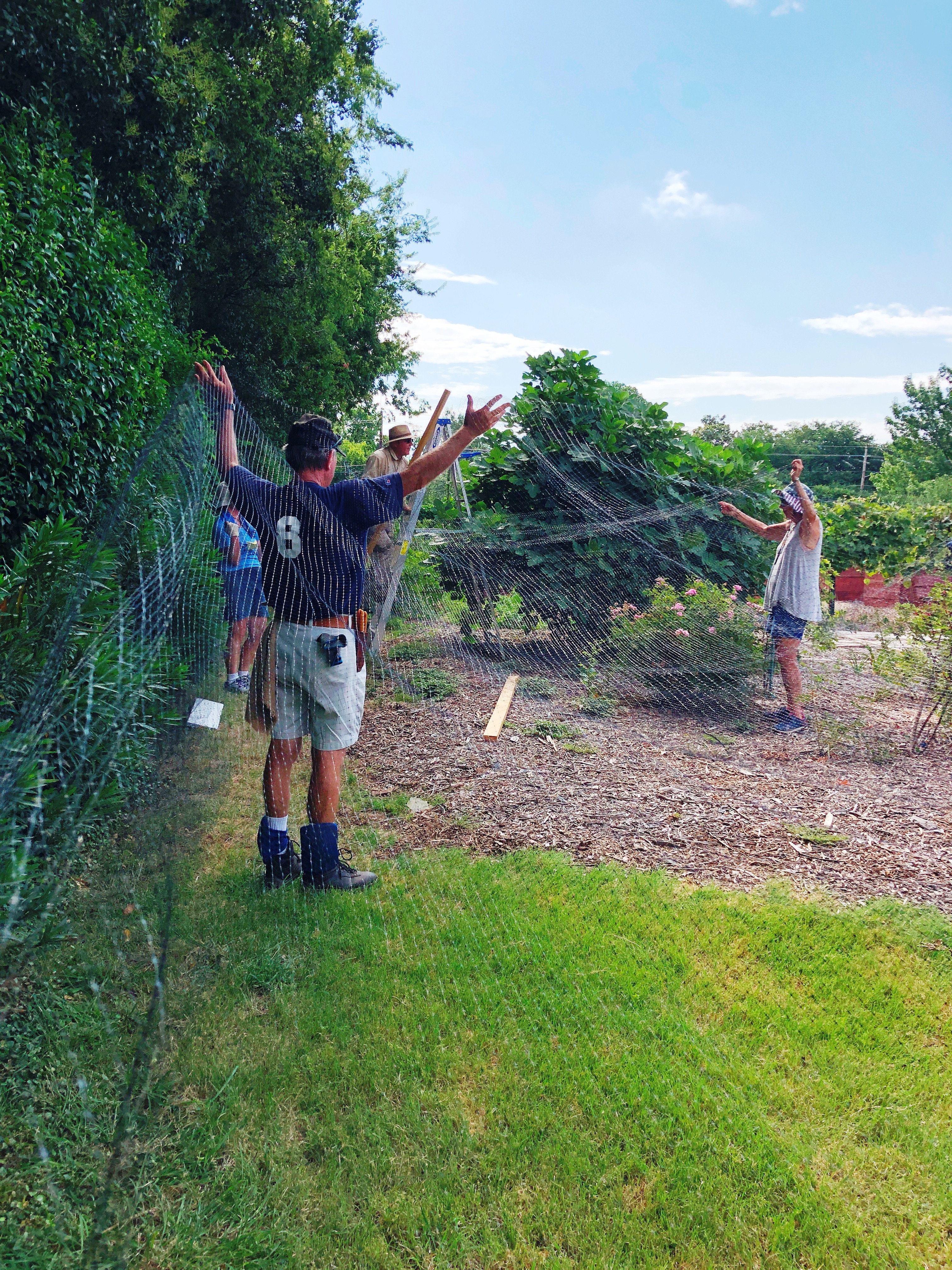Protecting Fig Trees and Grapes | DALLAS GARDEN BUZZ
