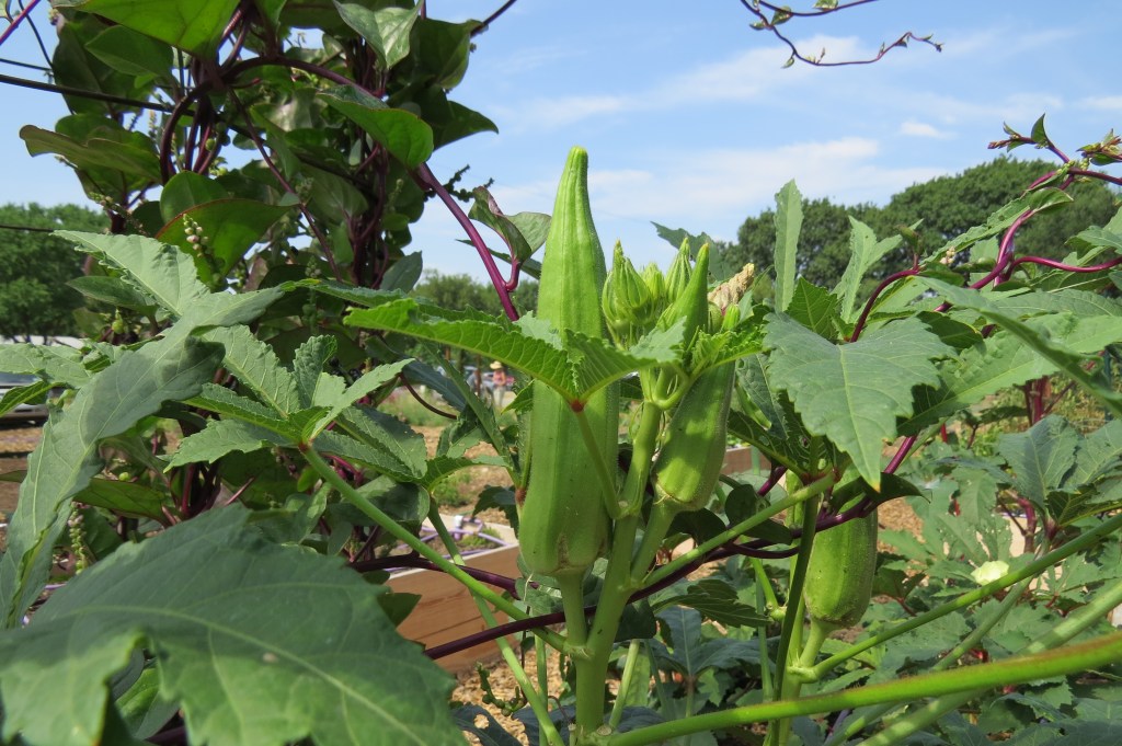 growing okra in Texas | DALLAS GARDEN BUZZ