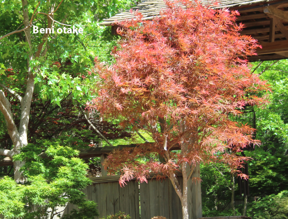 Dallas County Master Gardeners and Japanese Maples | DALLAS GARDEN BUZZ