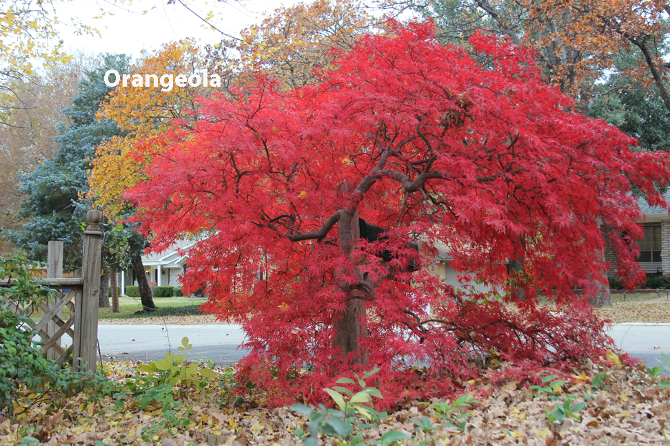Dallas County Master Gardeners and Japanese Maples | DALLAS GARDEN BUZZ