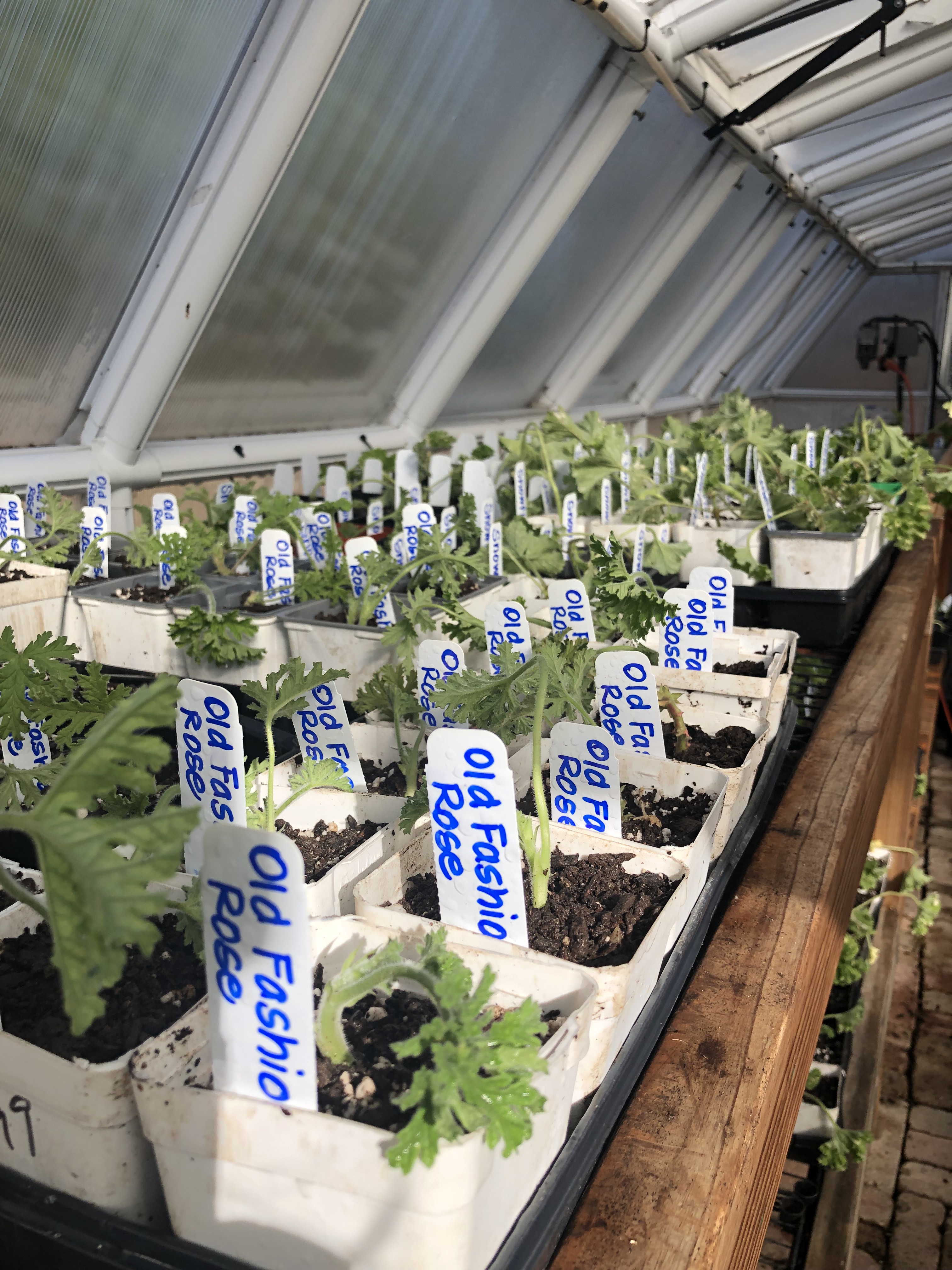 Propagation Primer with Master Gardener, Paula Spletter | DALLAS GARDEN ...