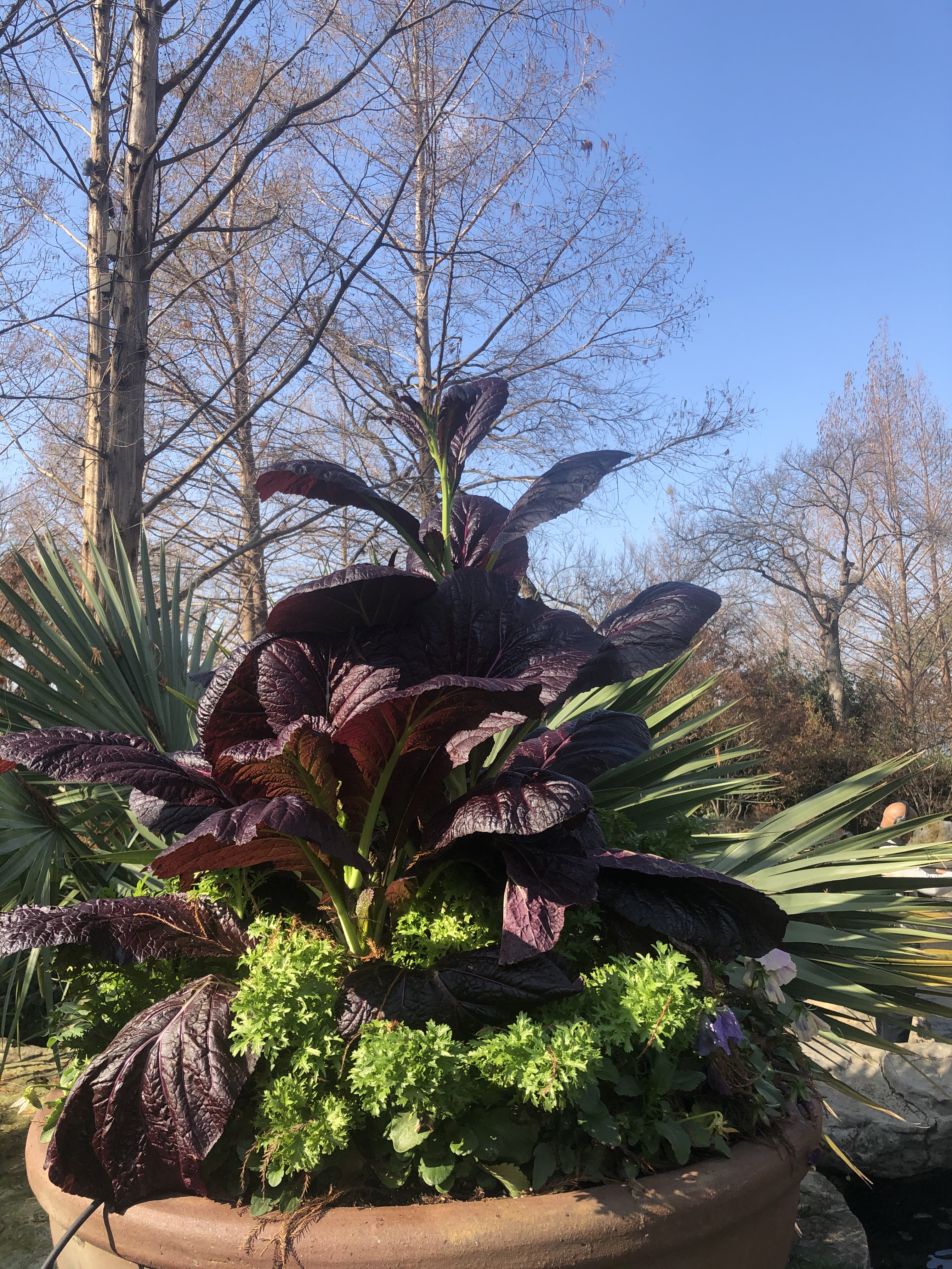 Giant Red Mustard, Ornamental and Edible | DALLAS GARDEN BUZZ