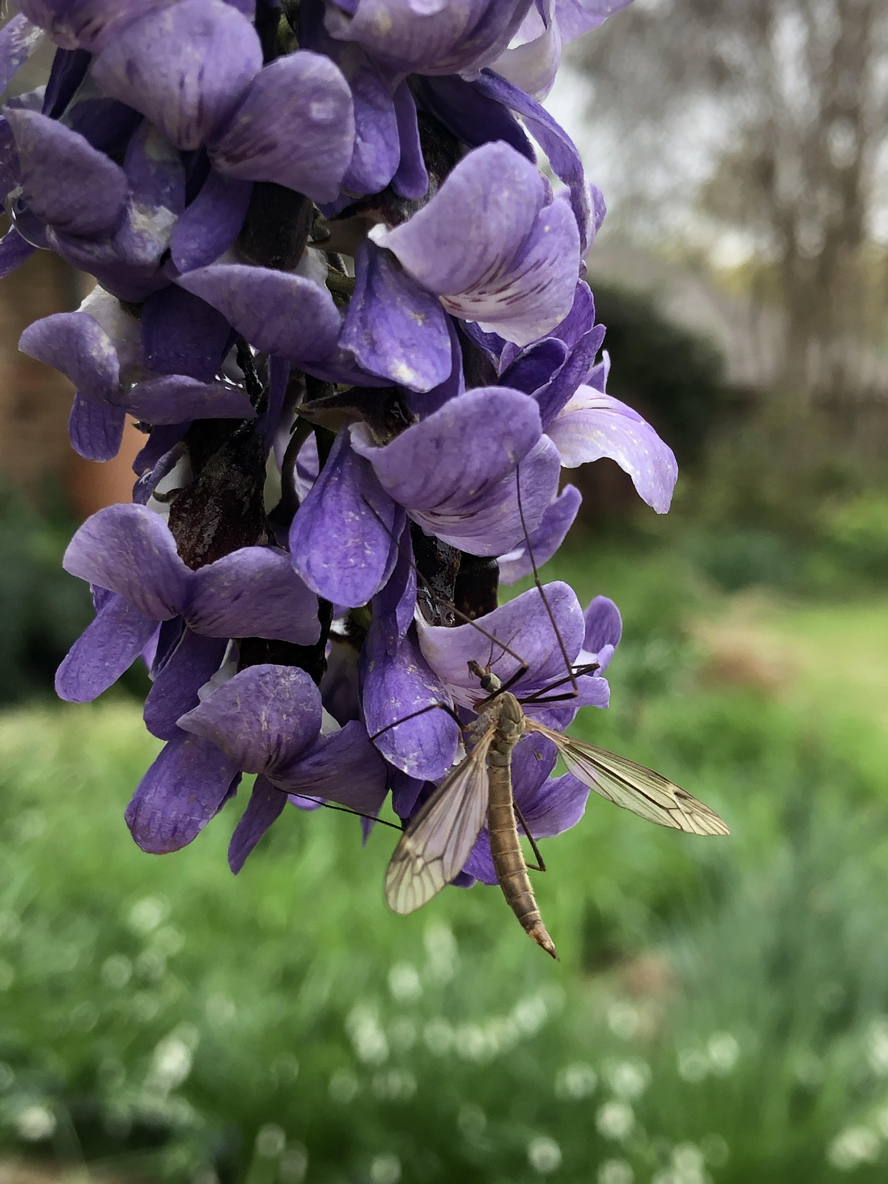 Crane Flies | DALLAS GARDEN BUZZ