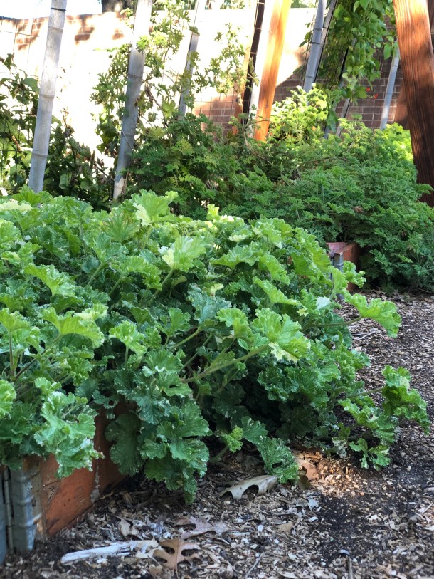 Scented Geraniums, An Olfactory Pleasure | DALLAS GARDEN BUZZ