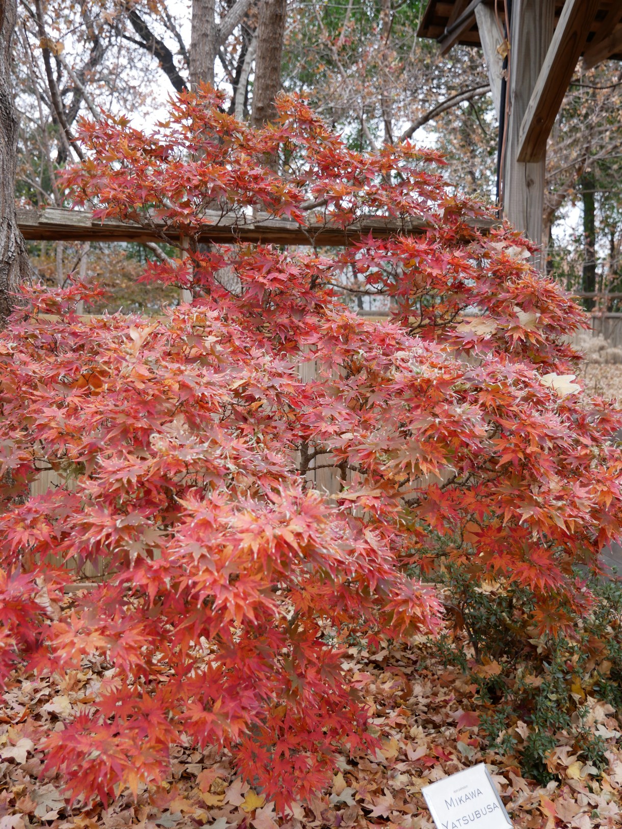 The Japanese Maples At The Raincatcher’s Garden | DALLAS GARDEN BUZZ