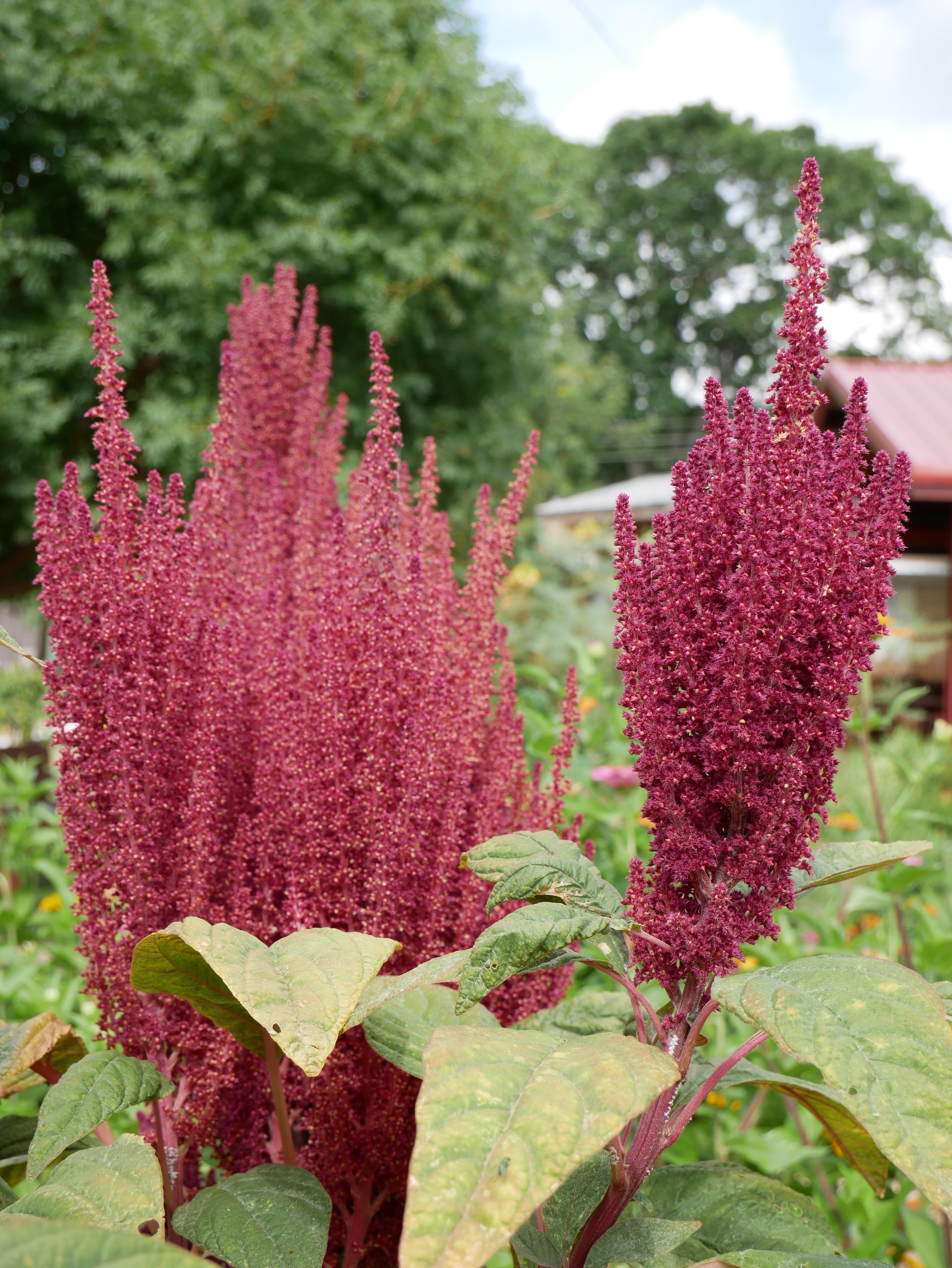 Amaranth | DALLAS GARDEN BUZZ