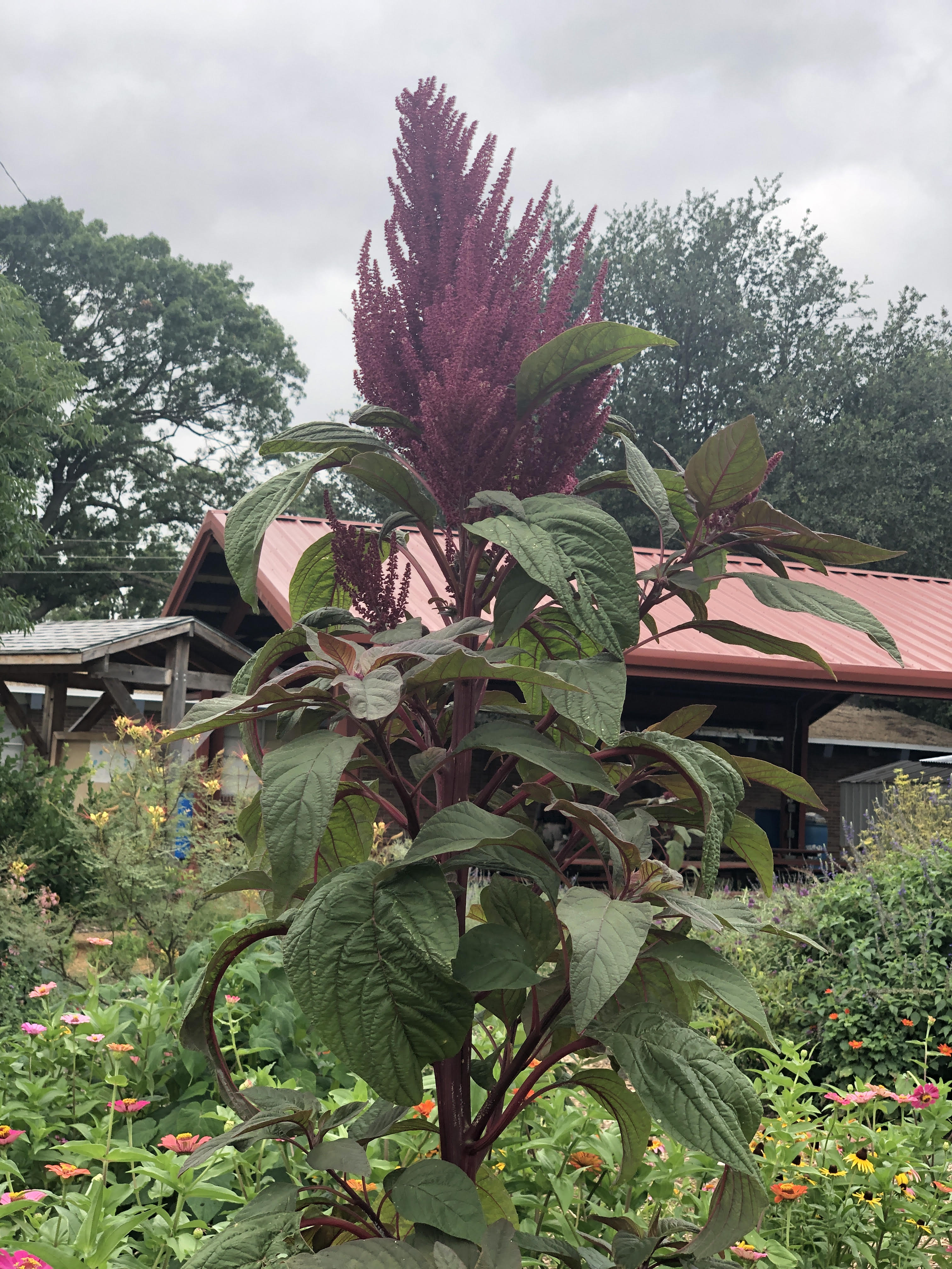 Amaranth | DALLAS GARDEN BUZZ