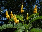 Candlestick Tree | DALLAS GARDEN BUZZ