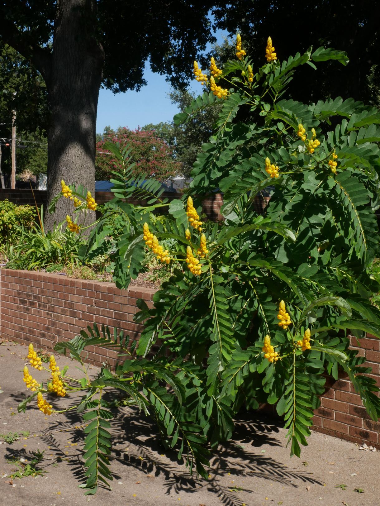 Candlestick Tree | DALLAS GARDEN BUZZ