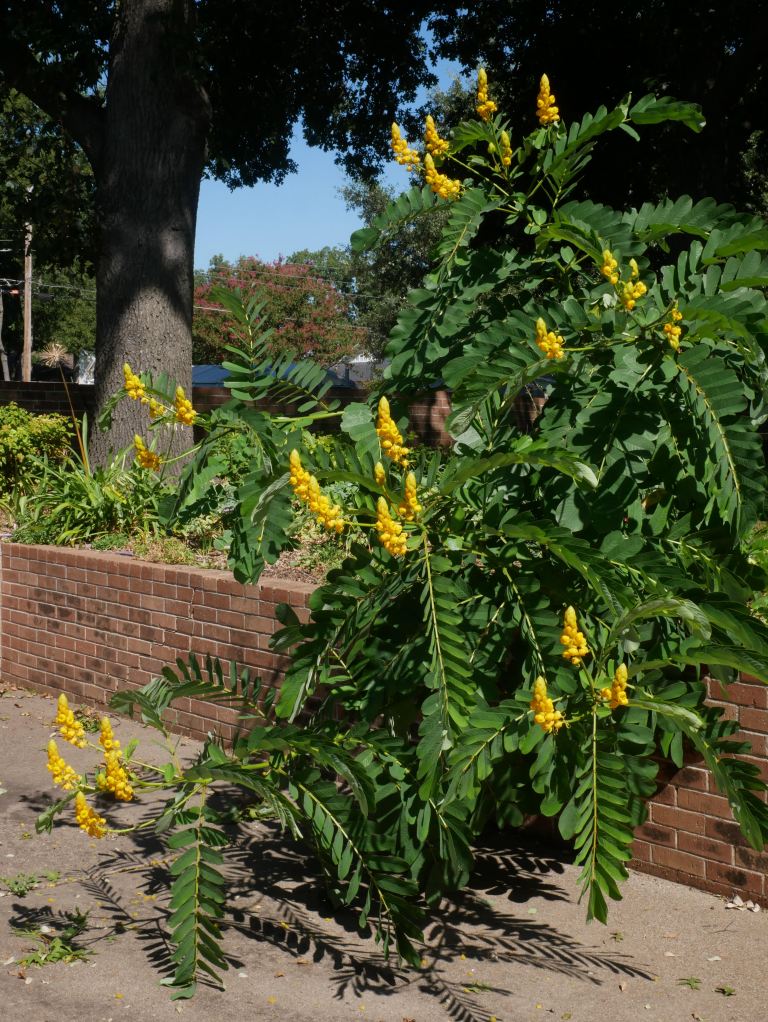 Candlestick Tree | DALLAS GARDEN BUZZ