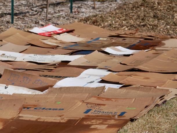 Cardboard Gardening | DALLAS GARDEN BUZZ