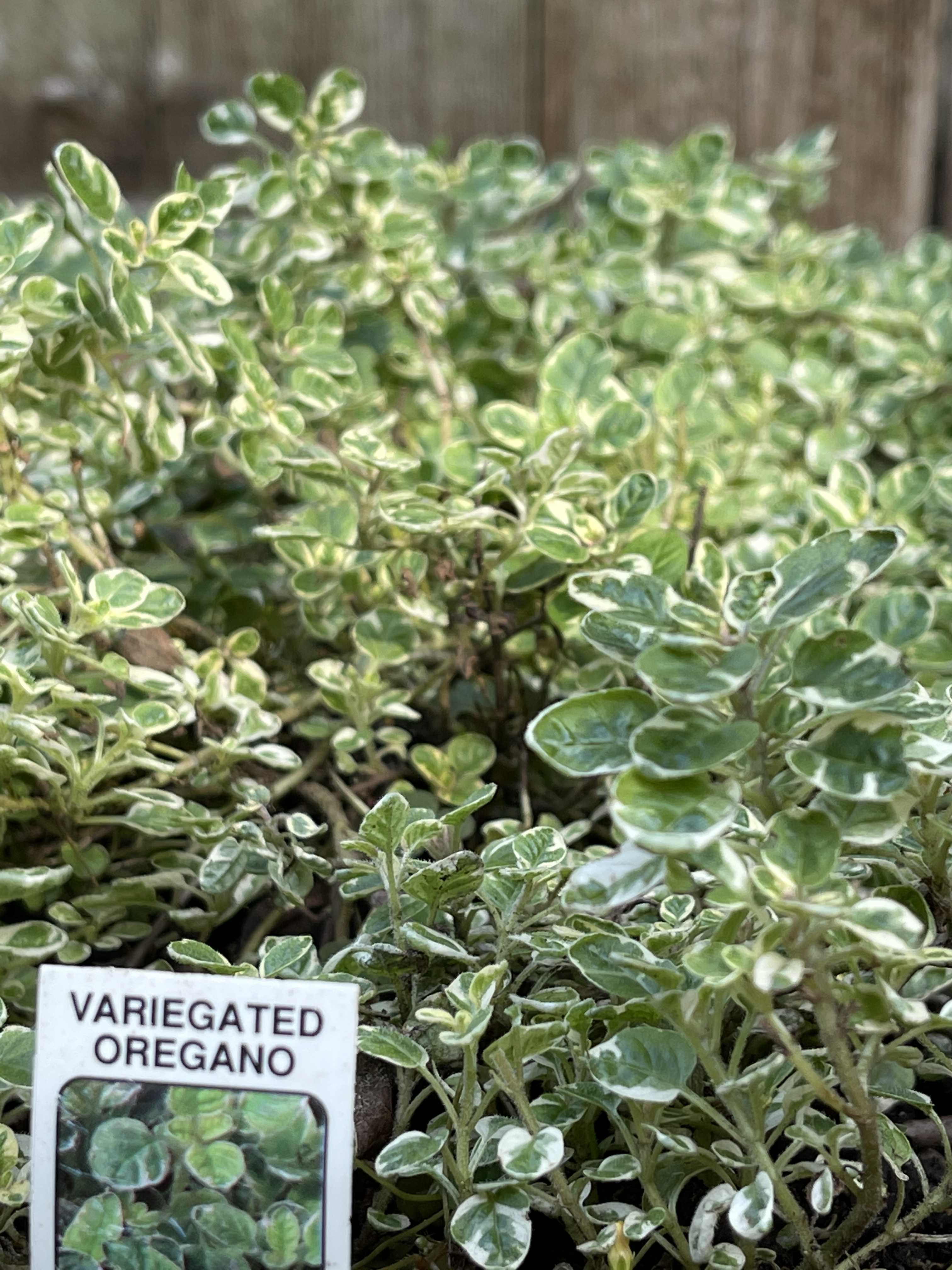 “Variegated” The Edible Landscape Theme for 2021 | DALLAS GARDEN BUZZ