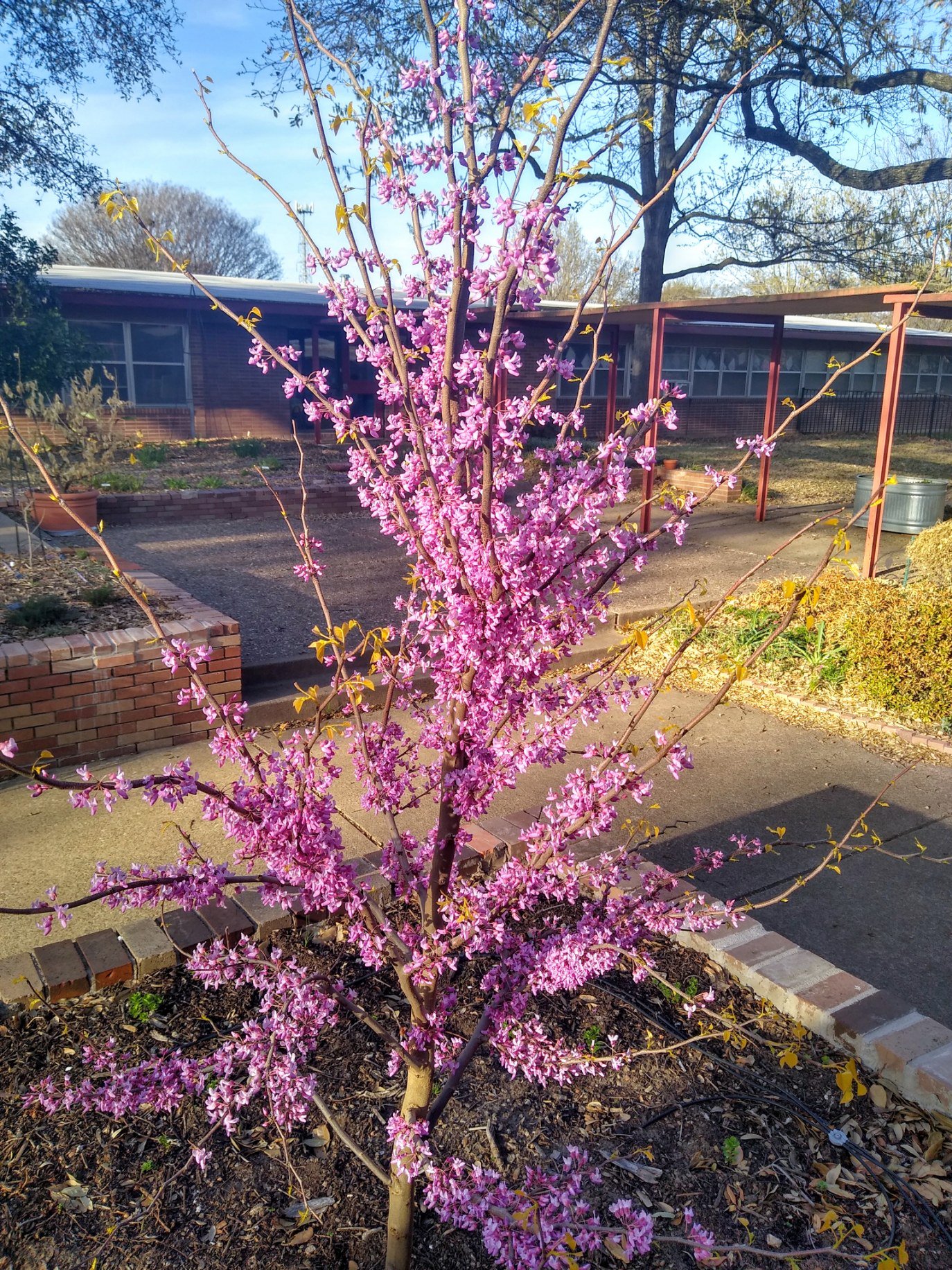 Rising Sun Redbud Tree Continued…. | DALLAS GARDEN BUZZ