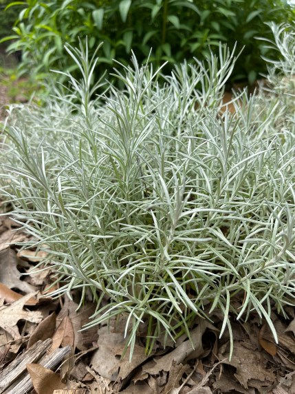 Are You Growing Curry Plant? | DALLAS GARDEN BUZZ