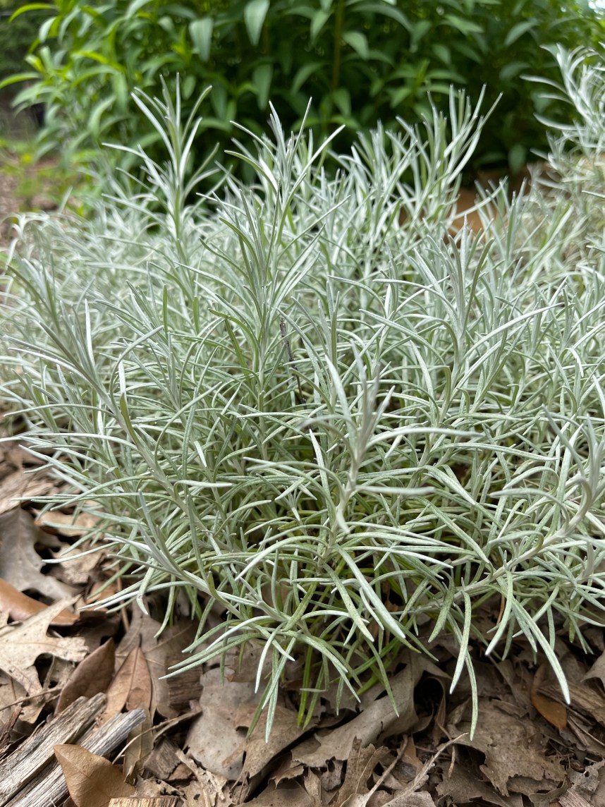 Are You Growing Curry Plant? | DALLAS GARDEN BUZZ