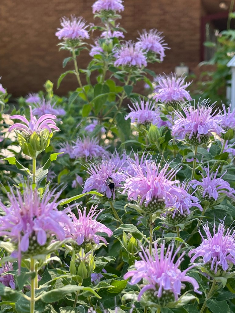 Edible Landscaping | DALLAS GARDEN BUZZ