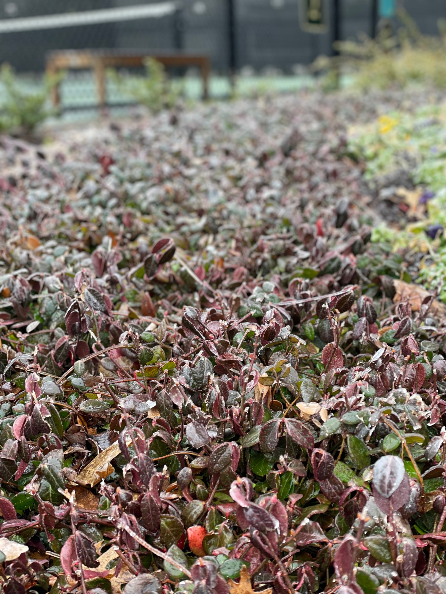 Purple Wintercreeper, Euonymus Fortunei ‘Coloratus’ | DALLAS GARDEN BUZZ