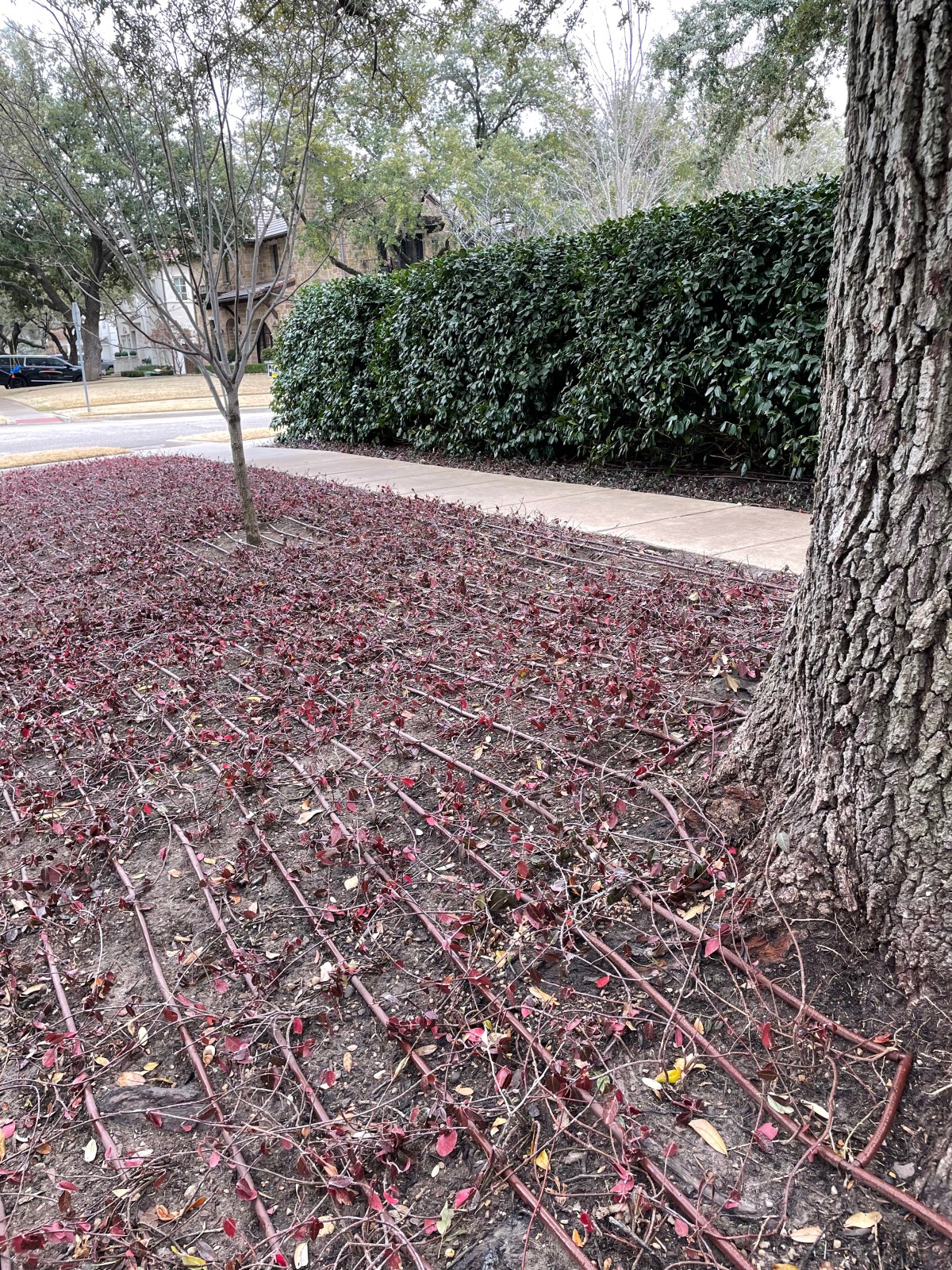 Purple Wintercreeper, Euonymus Fortunei ‘Coloratus’ | DALLAS GARDEN BUZZ
