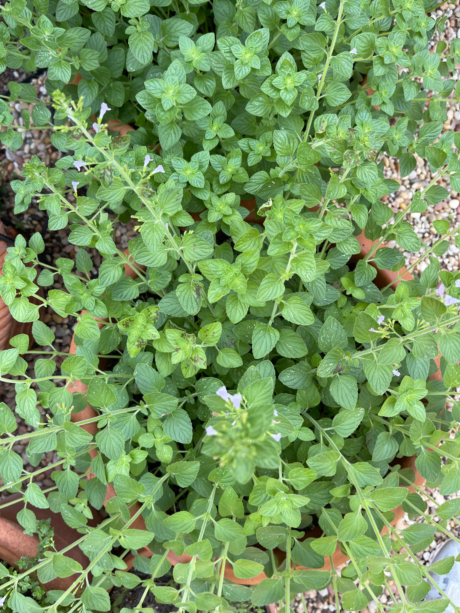A Nod to Nepitella | DALLAS GARDEN BUZZ