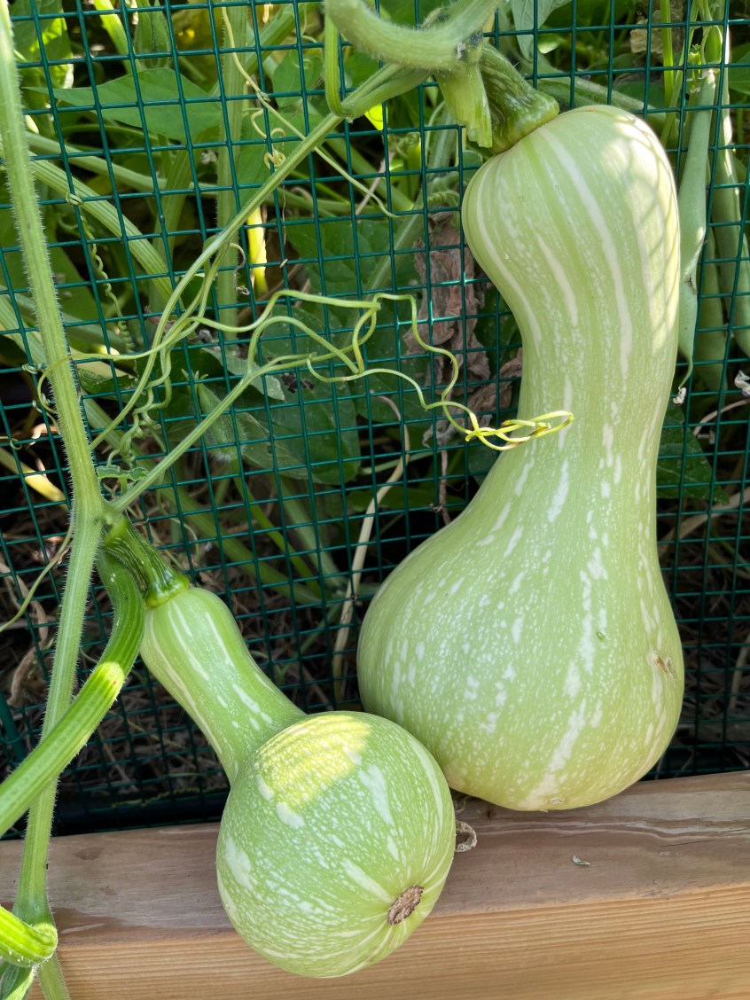 The Raincatcher’s Garden of Midway Hills | DALLAS GARDEN BUZZ