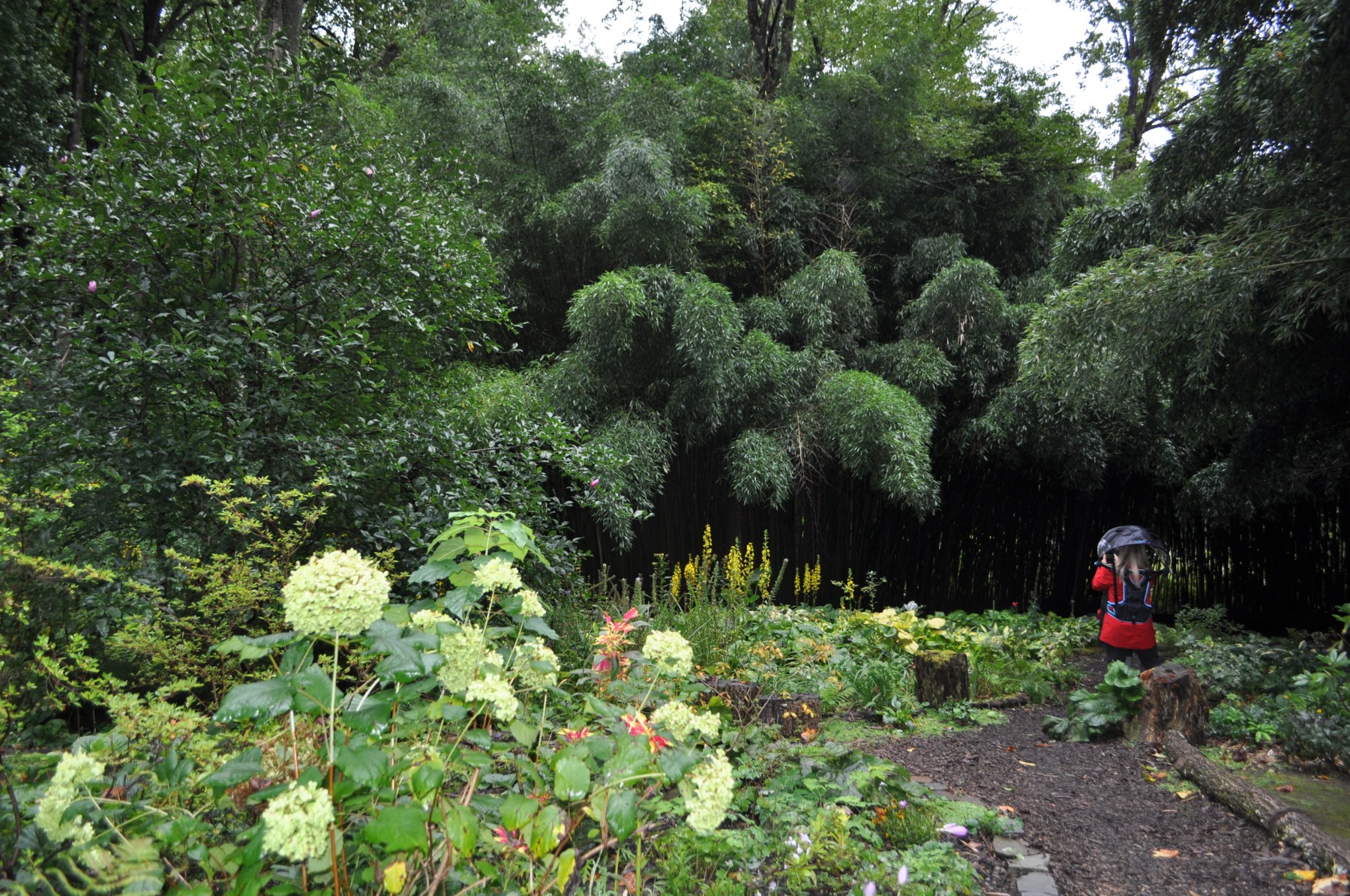 DALLAS GARDEN BUZZ | WaterWise Gardening in Dallas-Ft. Worth