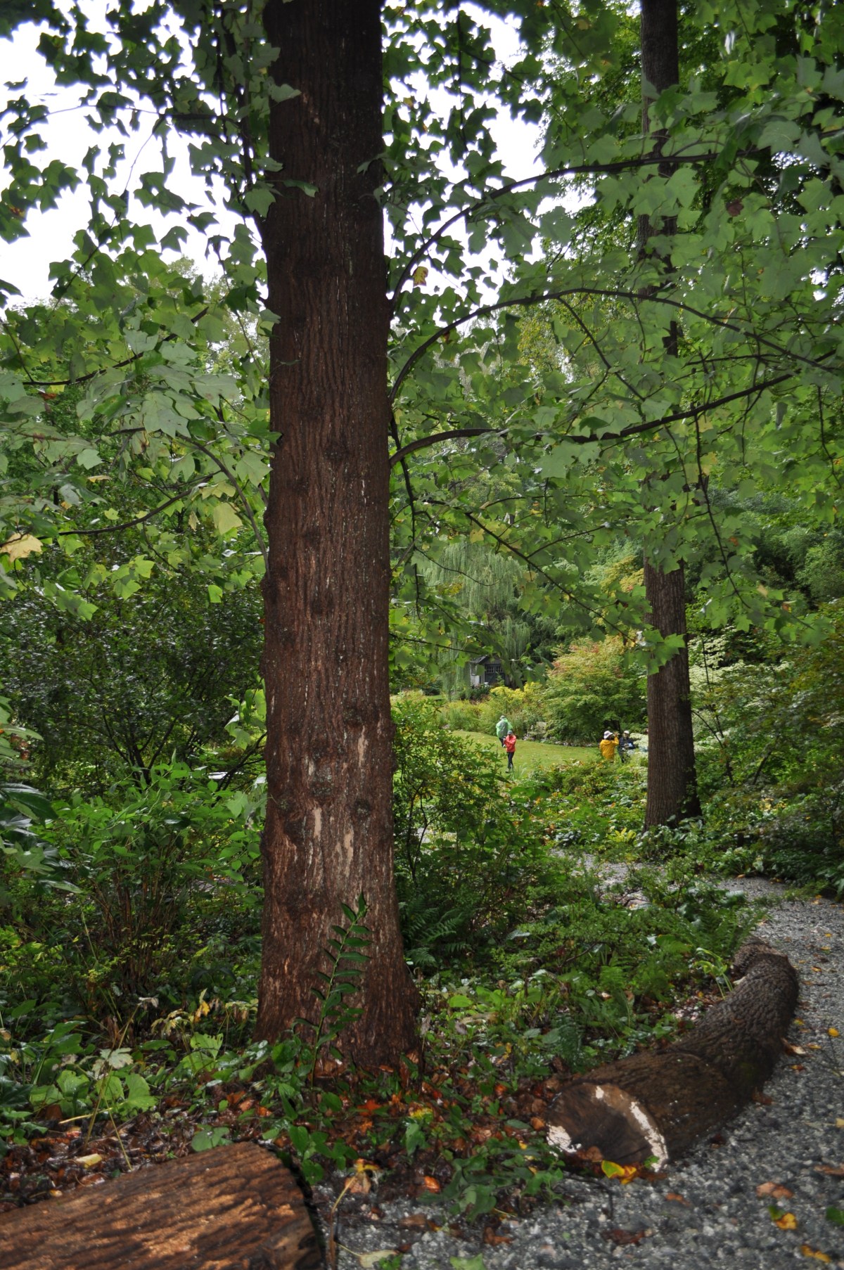 DALLAS GARDEN BUZZ | WaterWise Gardening in Dallas-Ft. Worth