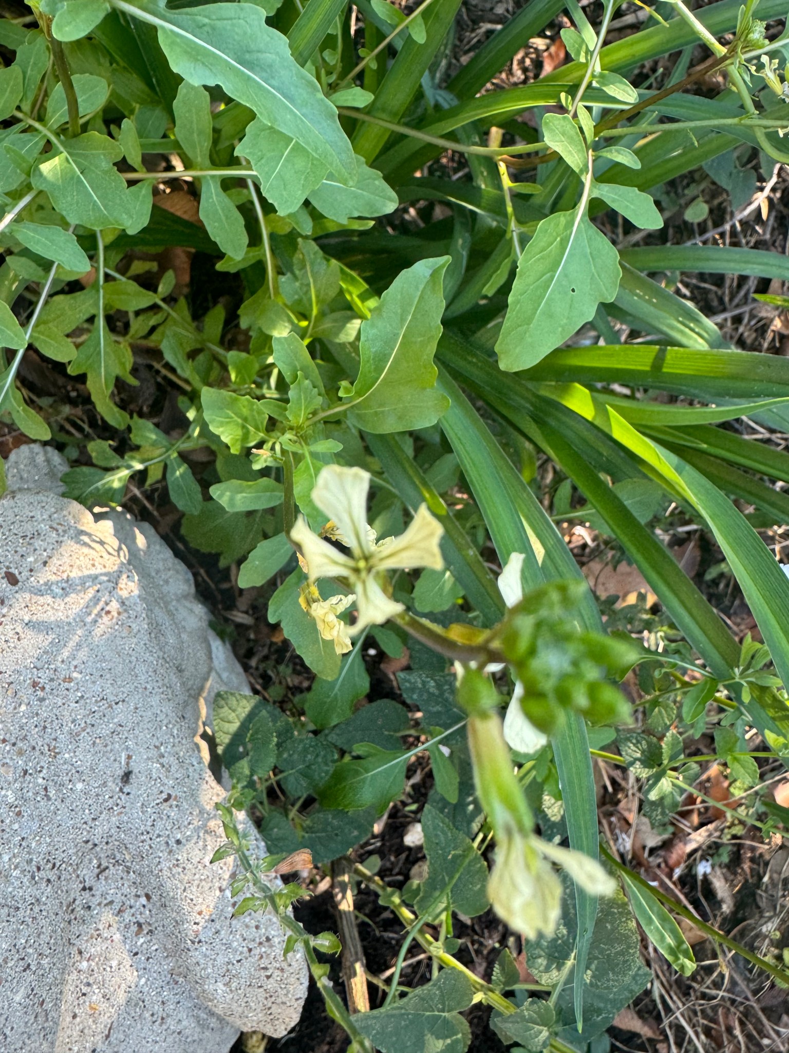 DALLAS GARDEN BUZZ | WaterWise Gardening in Dallas-Ft. Worth